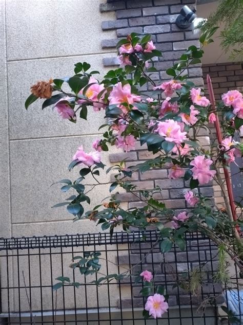 インタビュー 天川由記子blog （アナウンサーand国際政治学者） Blog Of Yukiko Amakawa