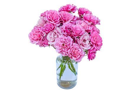 클리핑 경로가있는 흰색 배경에 신선한 분홍색 또는 보라색 장미로 채워진 투명 유리 병 꽃병 발렌타인 데이 로맨틱 컨셉입니다 로맨틱한 현수막 청첩장 또는 인사말을 위한 디자인