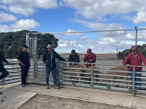 Sheep Classing Day Collinsville Stud Merinos Sheep Classing Day Collinsville Stud Merinos