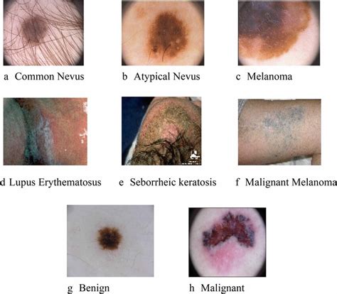 sample images from different datasets download scientific diagram