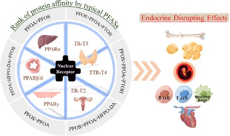 Endocrine Disrupting Effects Caused By Pfas Pfass Were Reported To Download Scientific Diagram