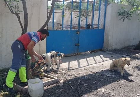 جولان سگ های بلا صاحب در پارک ها و بوستان های کرج تسنیم