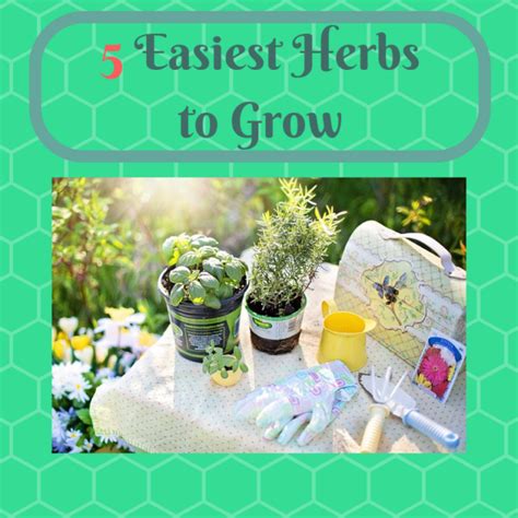 Easiest Herbs To Grow Easiest Herbs To Grow Lisas Simple Life