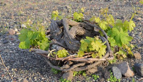 Wine Knows Fine Wine And Gourmet Food Journeys For The Discerning Traveler