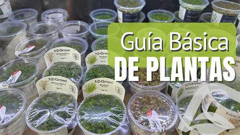 Guía básica de plantas de acuario para principiantes Blog NA