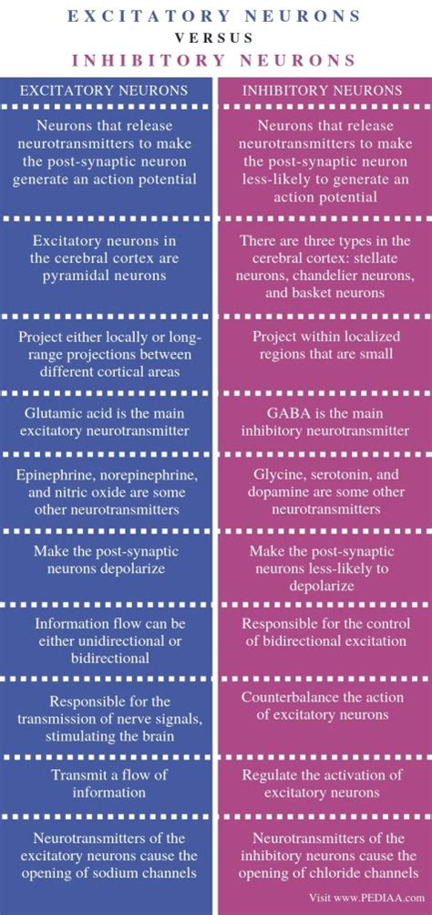 Difference Between Excitatory And Inhibitory Neurons Pediaacom