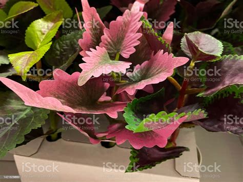 인공 Coleus 싹과 골판지에 포장 된 화분에 빨간색과 녹색 잎의 클로즈업 이미지 전경에 초점 0명에 대한 스톡 사진 및 기타
