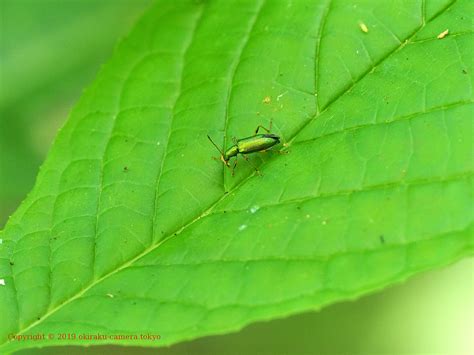 裏高尾町の林道で昆虫撮影 その2 東京お気楽カメラ
