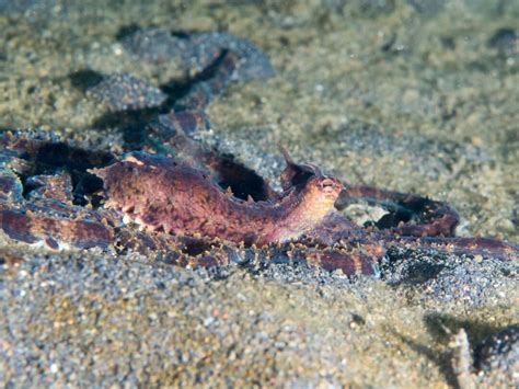 The Octopus That Can Shape Shift Like A Sci Fi Alien