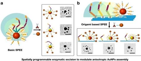 A Spatially Programmable DNA Nanorobot Arm To Modulate Anisotropic Gold