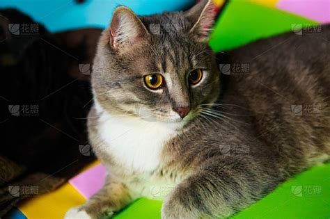 灰色虎斑猫的肖像与黄色的眼睛