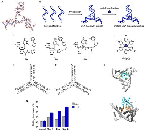 Frontiers Supramolecular Dna Three Way Junction Motifs With A Bridging Metal Center