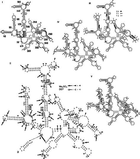 Figure 3 From Secondary Structure Of The Circular Form Of The