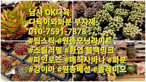 남사 Ok다육 다육이와화분 부자재010 7591 7878 립스틱 원종모닝라이트 스릴러펄 환엽 블랙밍크 파인로즈 매직사바나 화분 강이아 원종베션 솔레미오