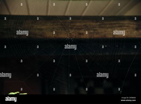 Spider Web Stretched On A Wooden Structure A Spider Web Of Silk Thread Intricately Woven By A