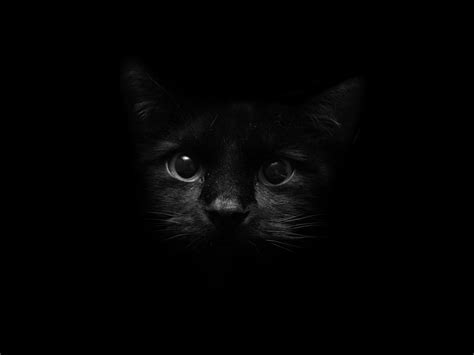猫 壁纸 And 背景 1600x1200 Id375 Wallpaper Abyss