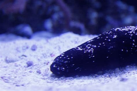 クロナマコのページ私の愛するいきもの展すみだ水族館