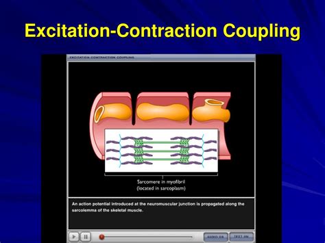 Ppt Muscle Tissue Handout 5 Muscles And 6 Excitation Contraction
