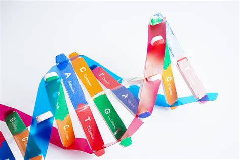 Dna 분자 나선형 구조 모델은 흰색 배경 염색체 및 유전자 화학 과학 생물학에서 분리됩니다 0명에 대한 스톡 사진 및 기타 이미지 Istock