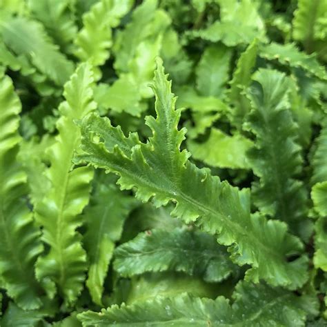 Asplenium Scolopendrium Angustatum Barnsdale Gardens Shop