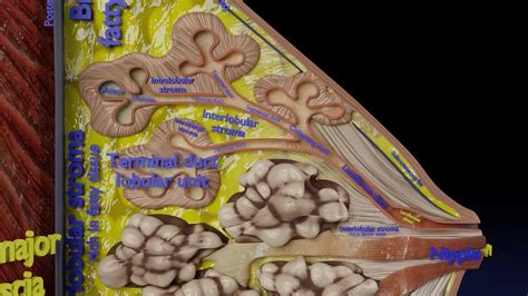 Breast Anatomy Histology Detailed Labelled Precise Blender Market