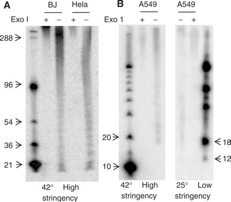 Dsn Detects Human Telomeres As Short As 12 Nt A Representative Dsn