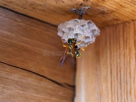 Paper Wasp Building A Nest Stock Image Image Of Insect Lighting