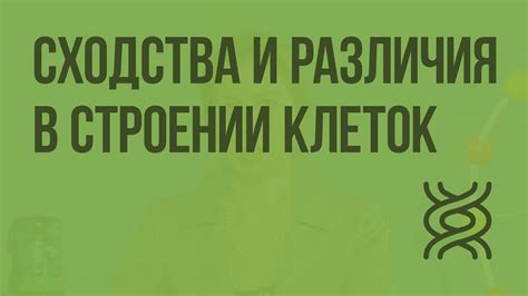 Сходства и различия в строении клеток растений животных грибов