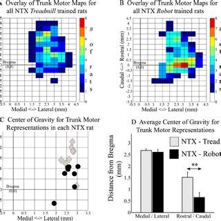Comparison Of Example Motor Cortex Maps From Normal And Adult Rats Download Scientific Diagram