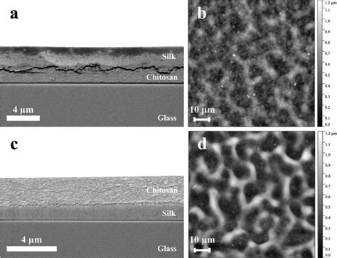 Sem Images Showing The Cross‐section And Surface Morphology Of The Download Scientific Diagram