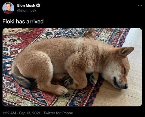 Floki Inu Floki幣是什麼？未來還會漲嗎？floki價格預測 Btcc