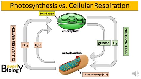 Cellular Respiration And Photosynthesis Comparison Ta