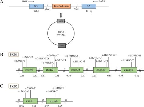 The Schematic Diagram Of Minigene Based On The Pspl3 Exon Trapping