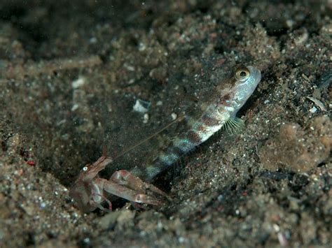 イトヒキハゼ Izuzuki海の生き物大図鑑 笑