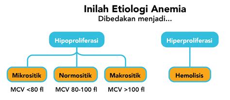Menjelajahi Jenis Jenis Anemia Penyebab Gejala Dan Pengobatannya