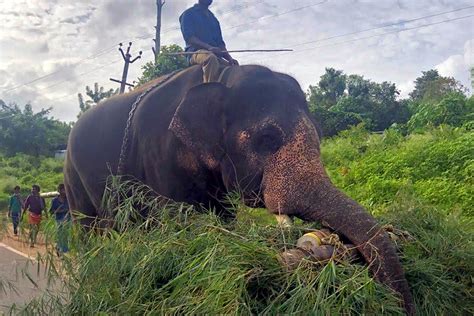 As Captive Elephants Starve Lockdown Brings Problematic Practice To