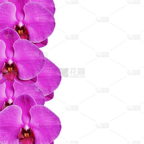 盛开的美丽的粉红色兰花孤立在白色的背景。