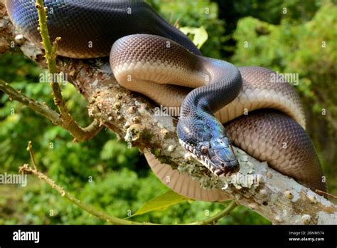 Dalbertis Python Leiopython Albertisii Banque De Photographies Et D