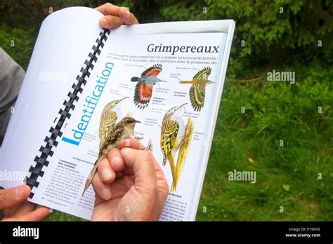 Banding A Common Treecreeper Captured By Net France Bird Banding With