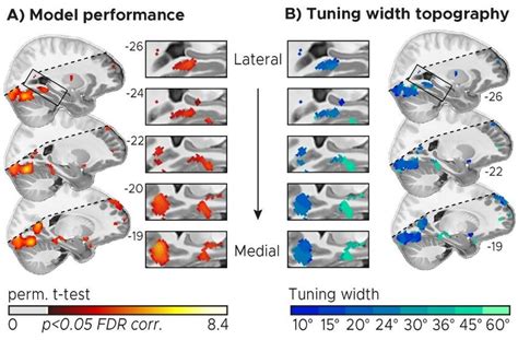 Mapping Directional Tuning Across The Human Cortex N 20 A Tuning