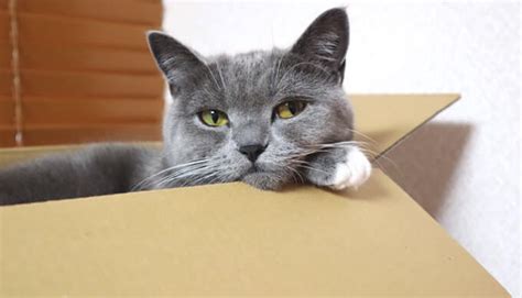 箱好きな猫のこだわりとは！？ 海賊猫ブログ白足のモモ