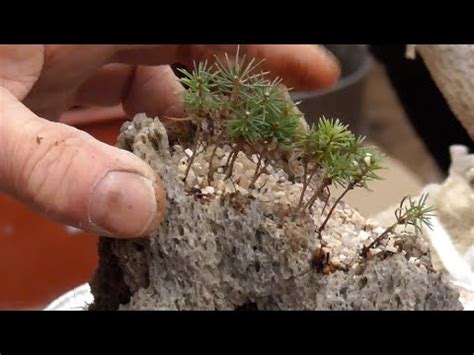 軽石に色々な植物苗を植える YouTube