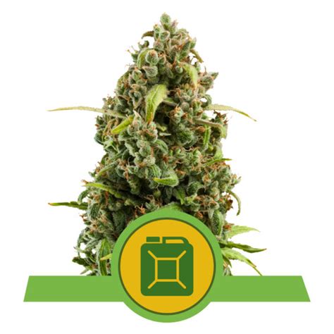Strng Seeds Fat Banana Auto Premium Seed Bank Best Feminized