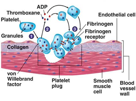 Fibrinogen Platelet