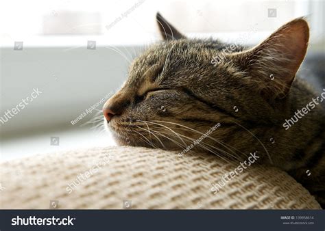 Lazy Sleepy Cat Resting On Day Time Images Stock Photos Vectors Shutterstock