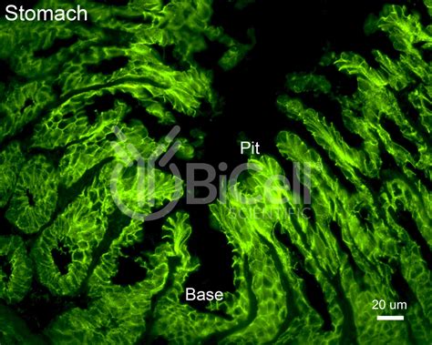 E Cadherin Cdh1 Or Cd324 Antibody Bicell Scientific®