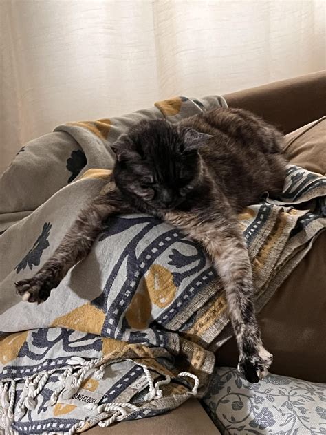 Cleopatra 17 Years Old R Seniorkitties