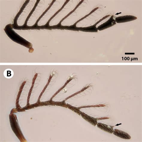 Dorsal View Of Dendrocerus Scutellaris A Male Holotype Download