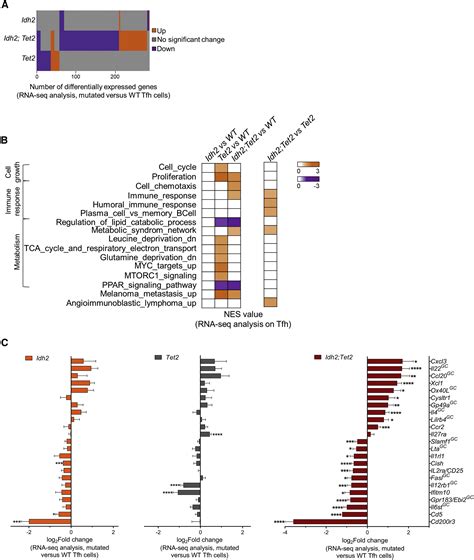Idh2 And Tet2 Mutations Synergize To Modulate T Follicular Helper Cell