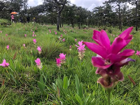 รูป อุทยานแห่งชาติป่าหินงาม ทุ่งดอกกระเจียว